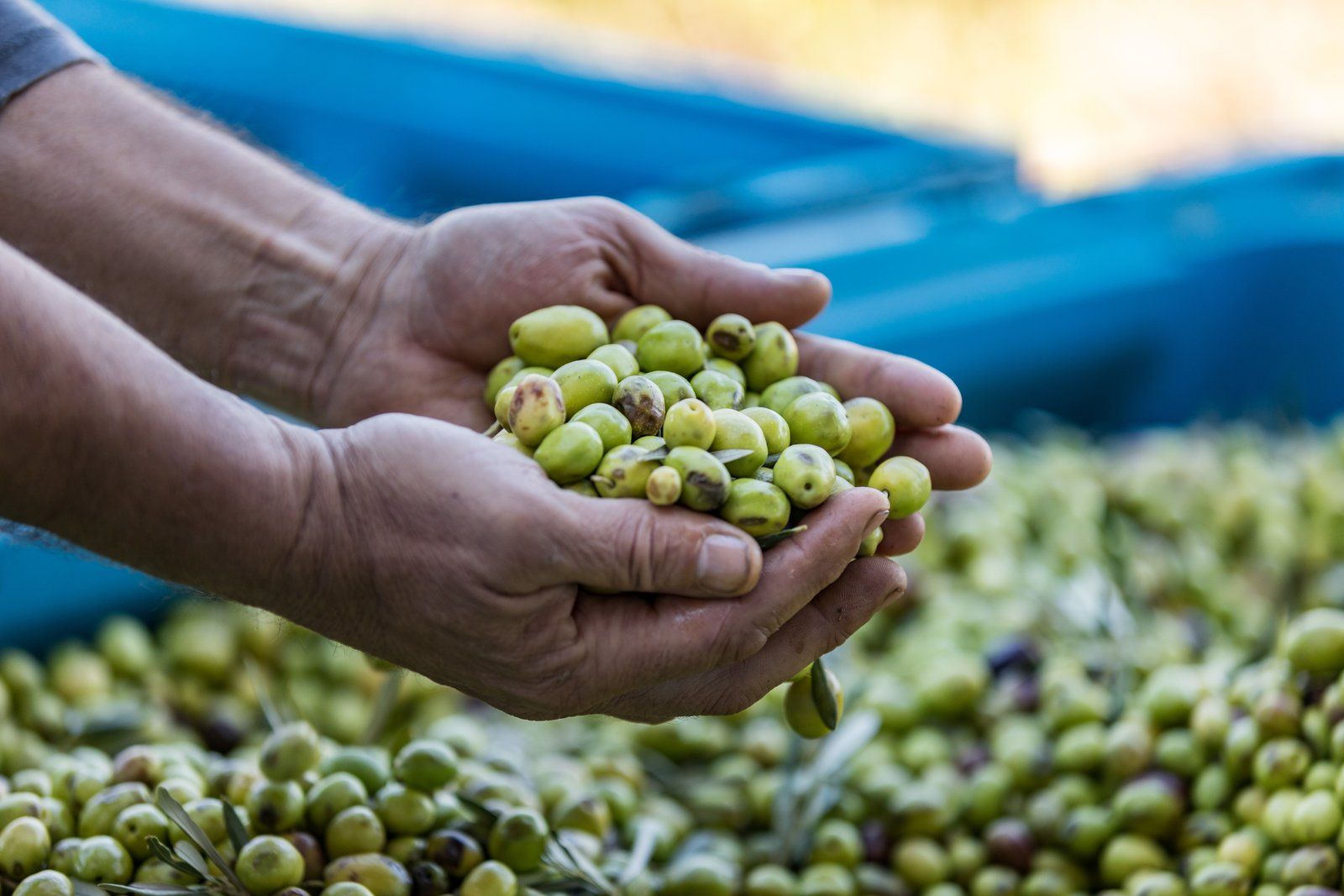 耐特菲姆以色列农业滴灌技术优势 - Netafim