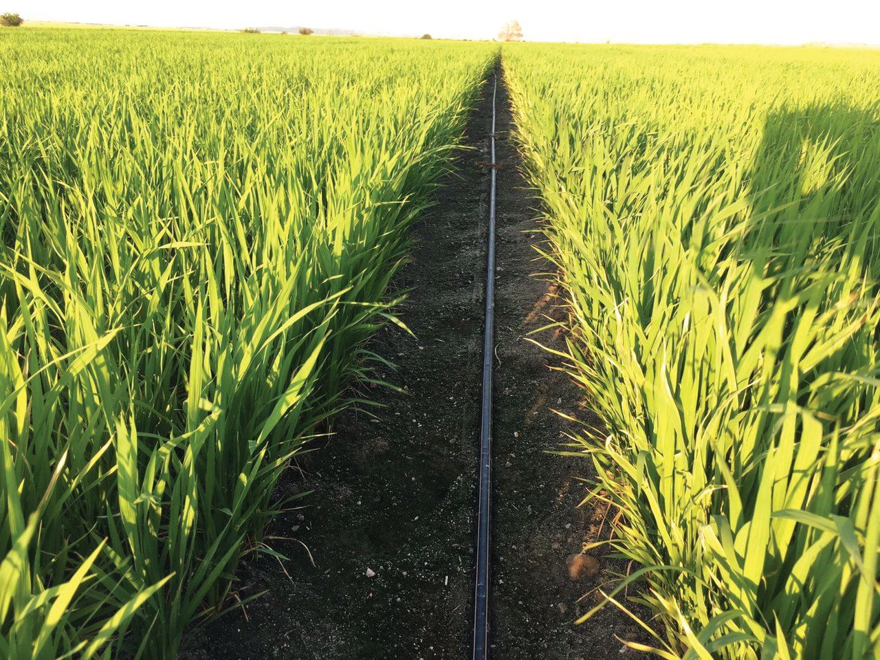 HydroCalc灌溉设计软件 - 以色列耐特菲姆中文官网 - Netafim