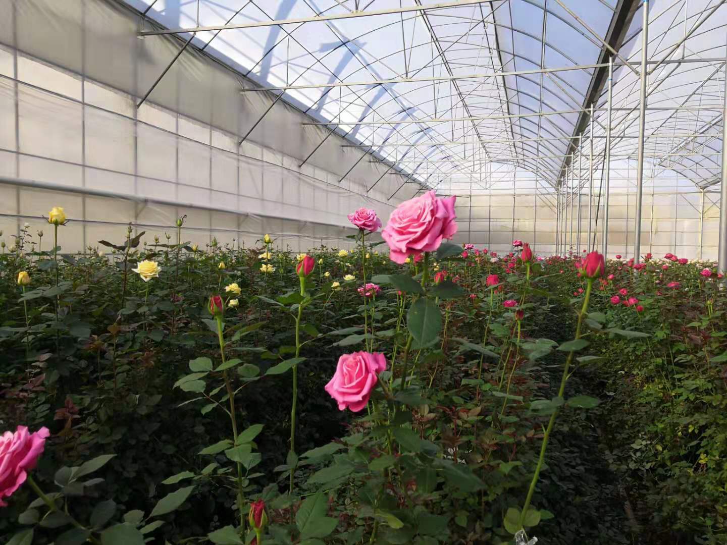 HydroCalc灌溉设计软件 - 以色列耐特菲姆中文官网 - Netafim