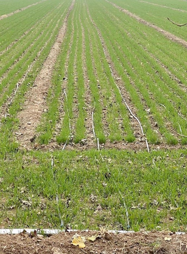 小麦滴灌喷灌解决方案 - Netafim