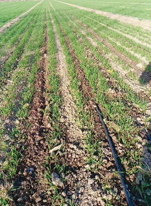 小麦滴灌喷灌解决方案 - Netafim