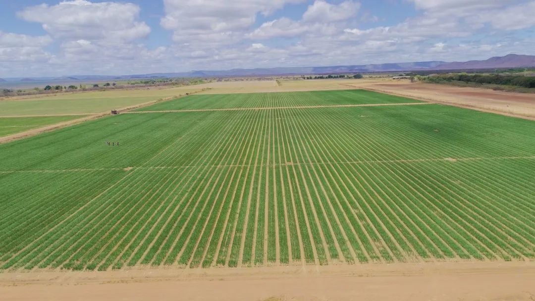 专家观点：土壤健康、再生农业与滴灌 - Netafim